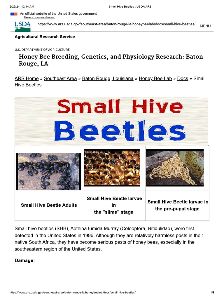 Small Hive Beetles - USDA ARS | PDF | Bees | Beekeeping