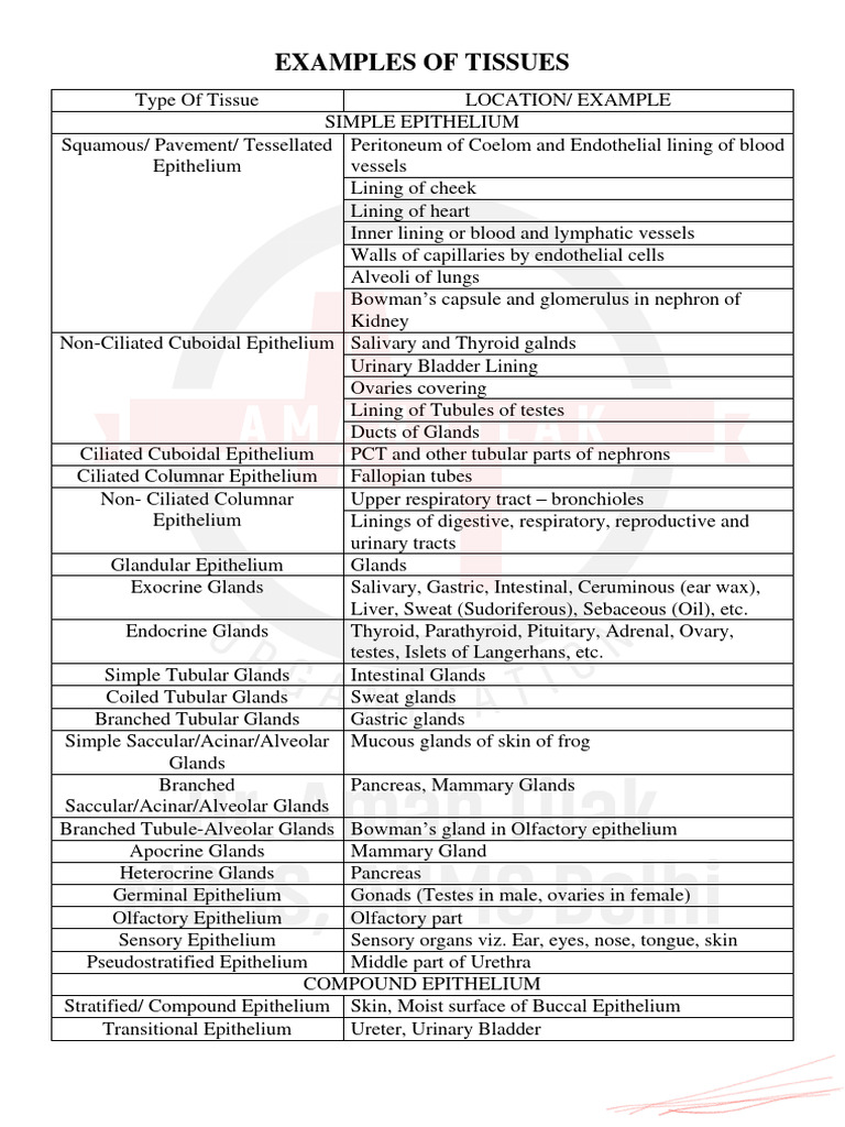 Different Tissue Types Examples Compiled | PDF | Epithelium | Muscle