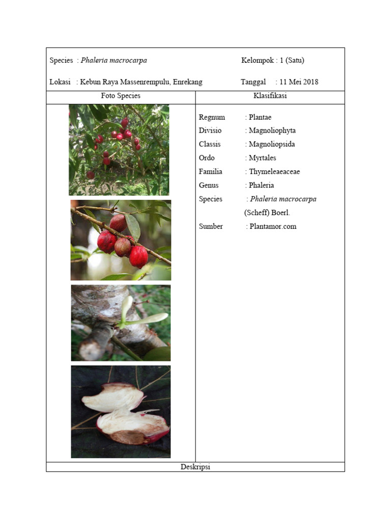 LAPORAN PKL BTT FIX Spesies Mahkota Dewa | PDF | Griya & Taman