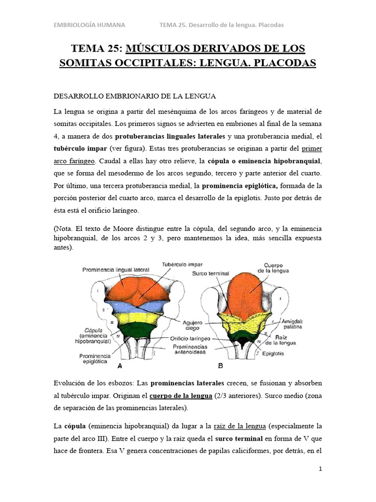 TEMA 25. Lengua, Placodas | PDF | Lengua | Anatomía