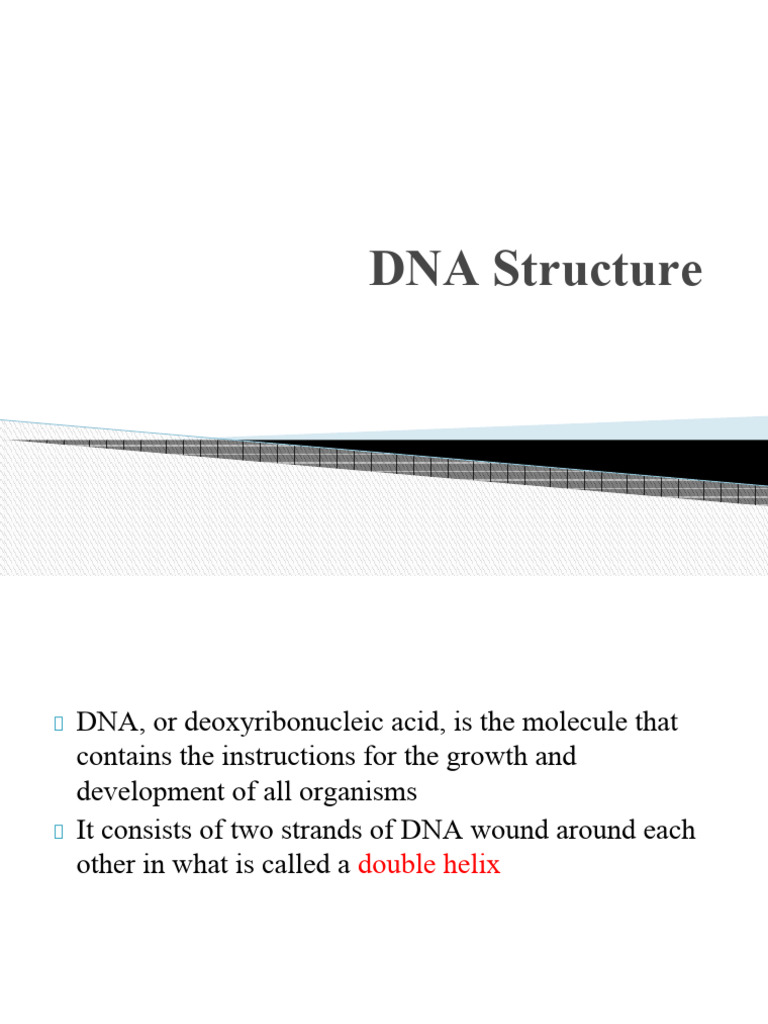 DNA Structure | PDF