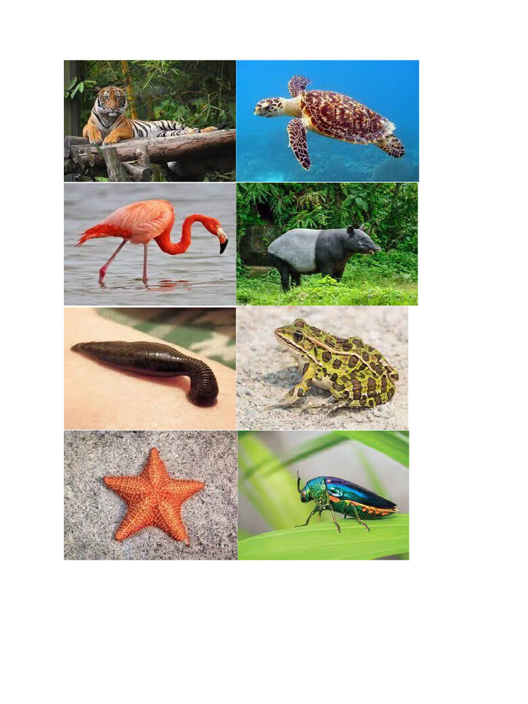 Task 01 Classification of Animals | PDF