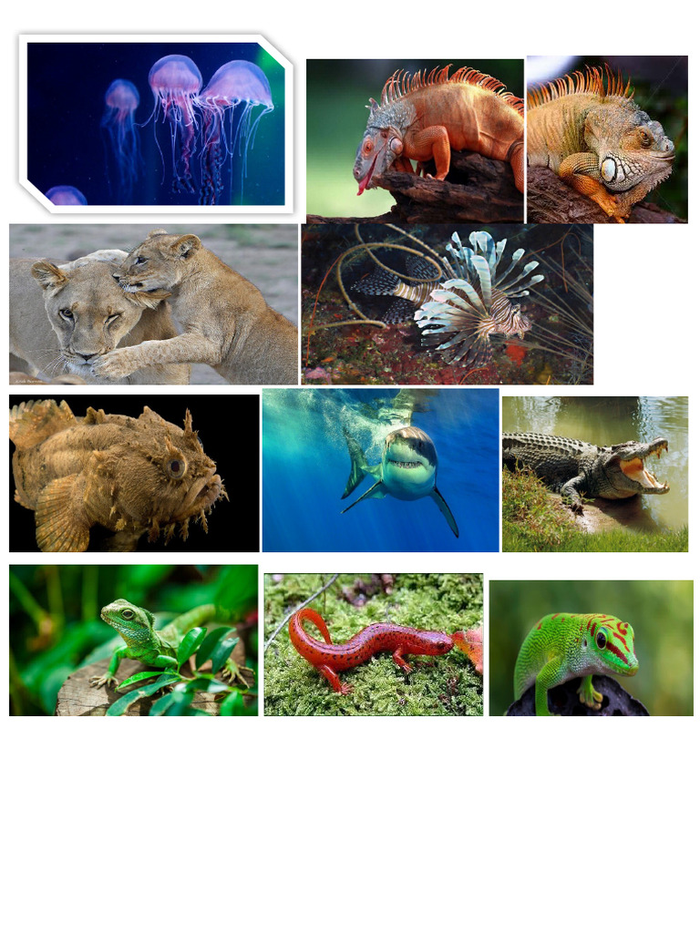 Pics Vertebrates Invertebrates | PDF | Social Science | Home & Garden