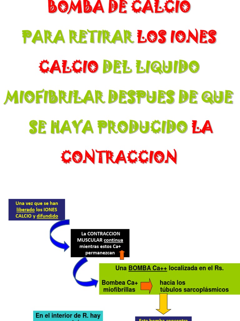 Función de la Bomba de Calcio en Músculos | PDF