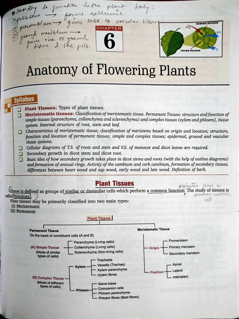Anatomy | PDF | Tissue (Biology) | Plant Stem