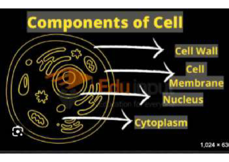Cell | PDF
