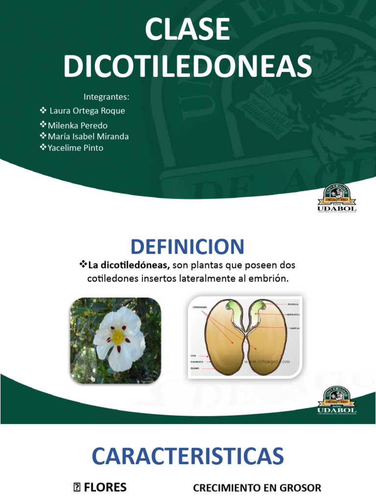Clase Dicotiledoneas | PDF