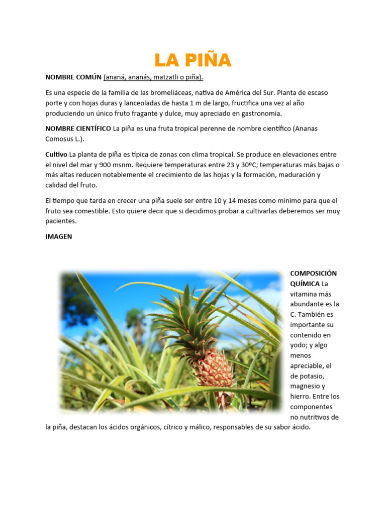 La Piña | PDF | Piña
