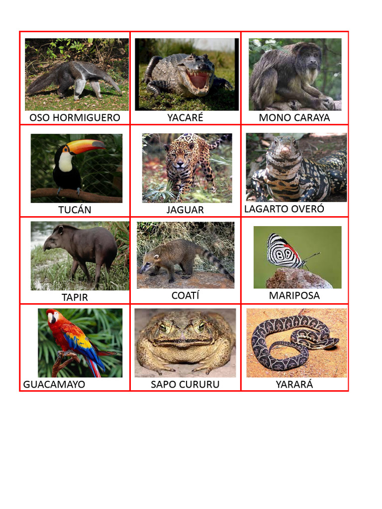 Bingo Completo Selva | PDF