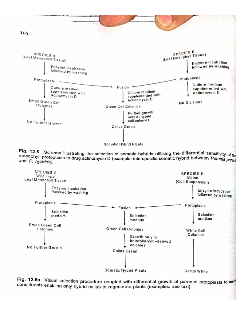 Example of Hybridization | PDF