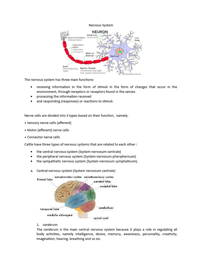 Nervous System Hormone | PDF | Nervous System | Central Nervous System