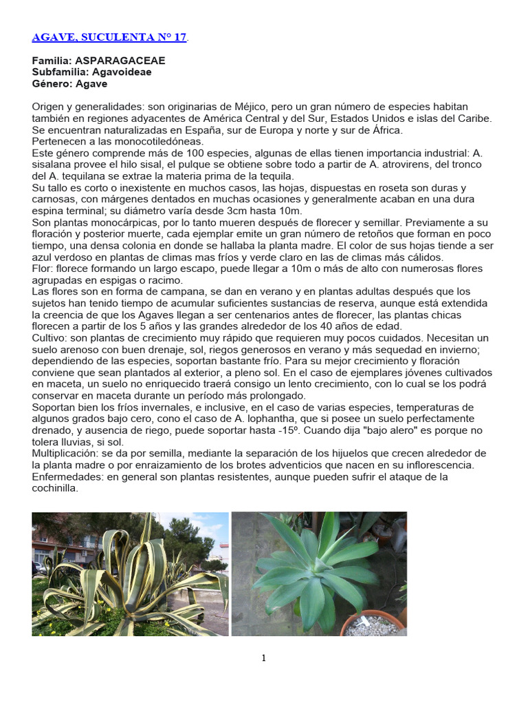 Agave - Suculenta | PDF | Botánica | Plantas