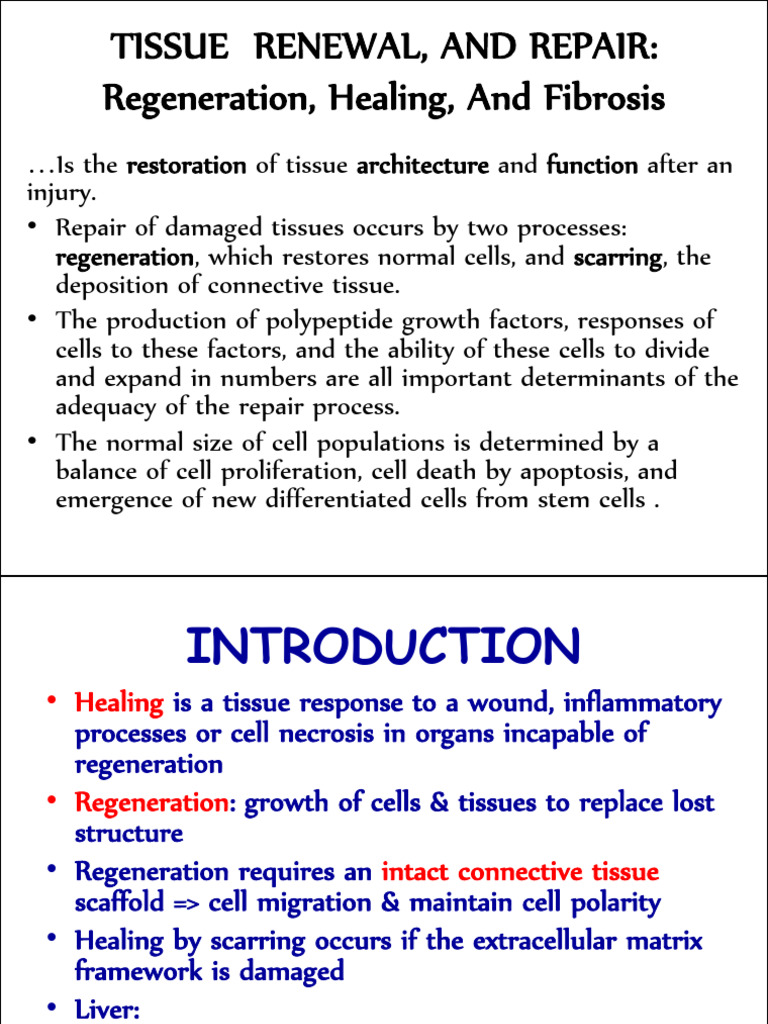 Tissue Repair | PDF | Wound Healing | Extracellular Matrix