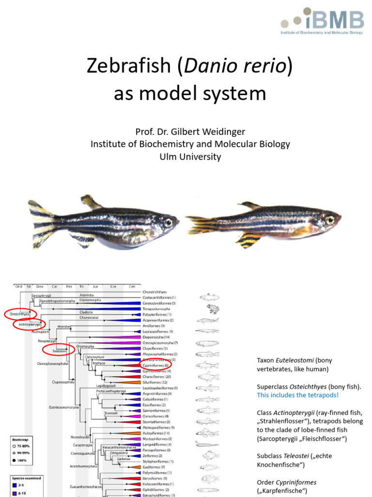 2018 Weidinger Zebrafish Model Aquaday v3 | PDF | Biology
