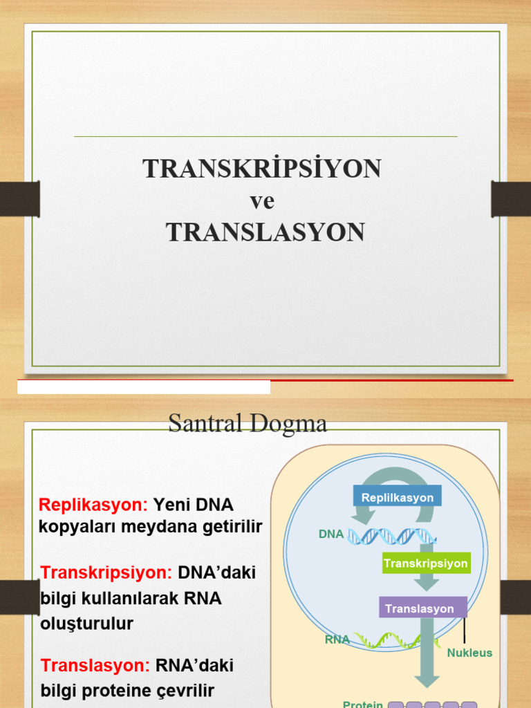 Transkripsiyon Translasyon | PDF