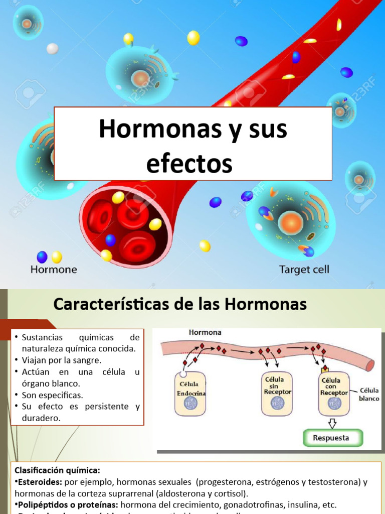 Efectos y Mecanismos de las Hormonas | PDF | Hormona | Glándula pituitaria