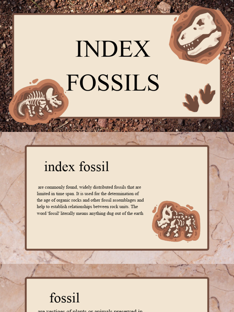Brown Cream Fossils Lesson and Quiz | PDF | Fossil | Mollusca