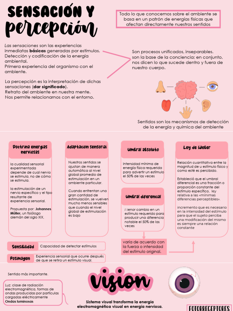 Sensopercepción | PDF | Percepción visual | Gusto