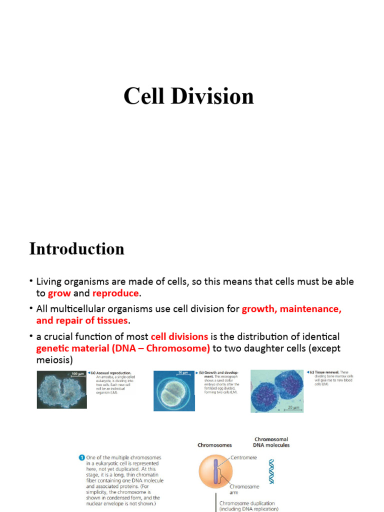 Cell Division | PDF | Mitosis | Genetics