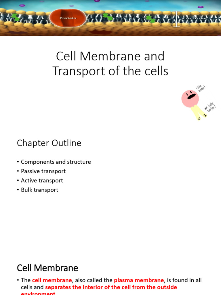 Cell Membrane and Transport of The Cells | PDF | Cell Membrane | Osmosis