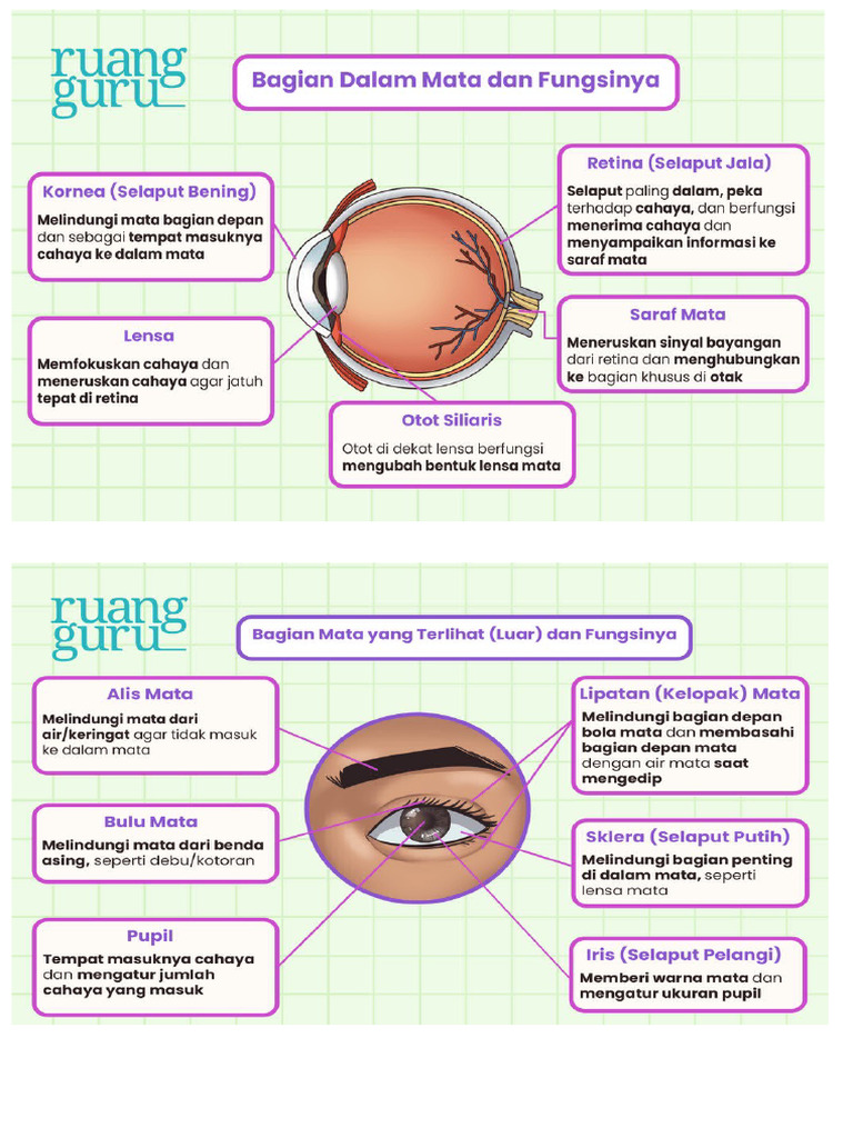 Materi Bagian Mata | PDF