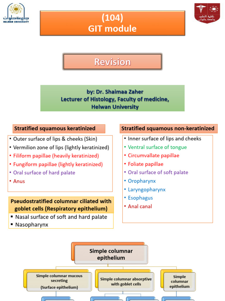 Final Histology Revision With More Questions (22-23) | PDF | Epithelium ...