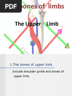 Label (Upper Limb Bone) | PDF | Musculoskeletal System | Human Anatomy