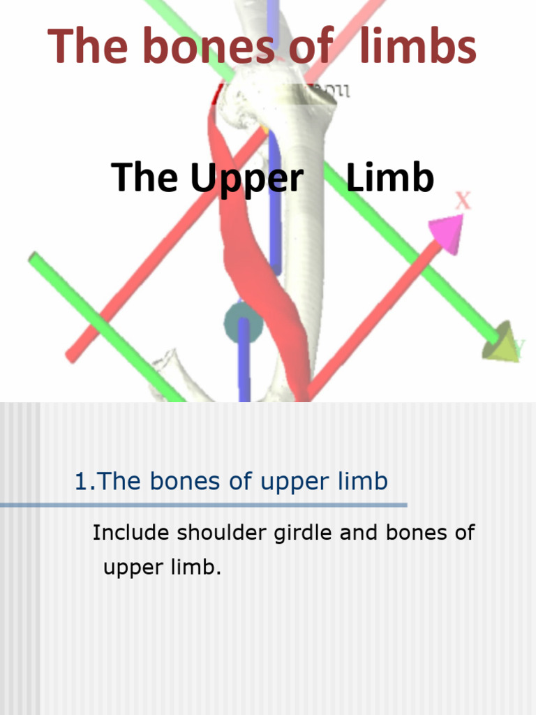 Upper Limb Bone Anatomy Overview | PDF | Hand | Shoulder
