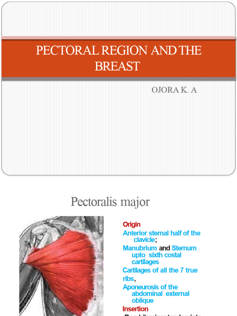 Pectoral Region and Breast | PDF | Breast | Anatomy
