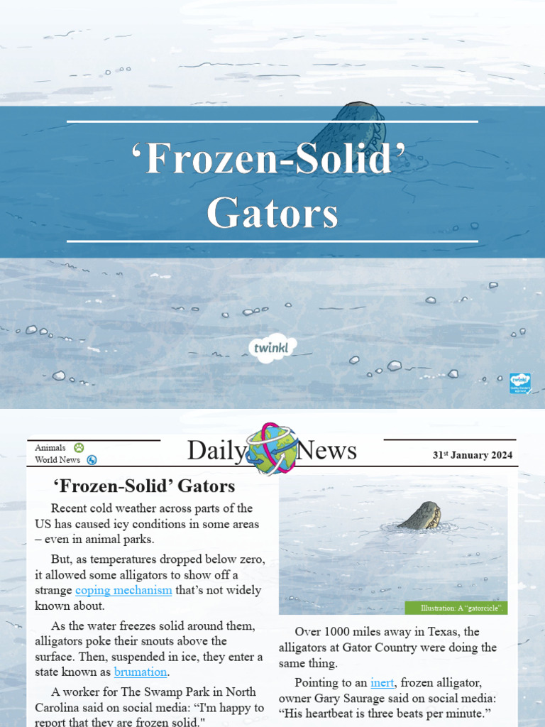 T WN 1706609139 Frozen Solid Alligators Survive in The Ice Daily News ...