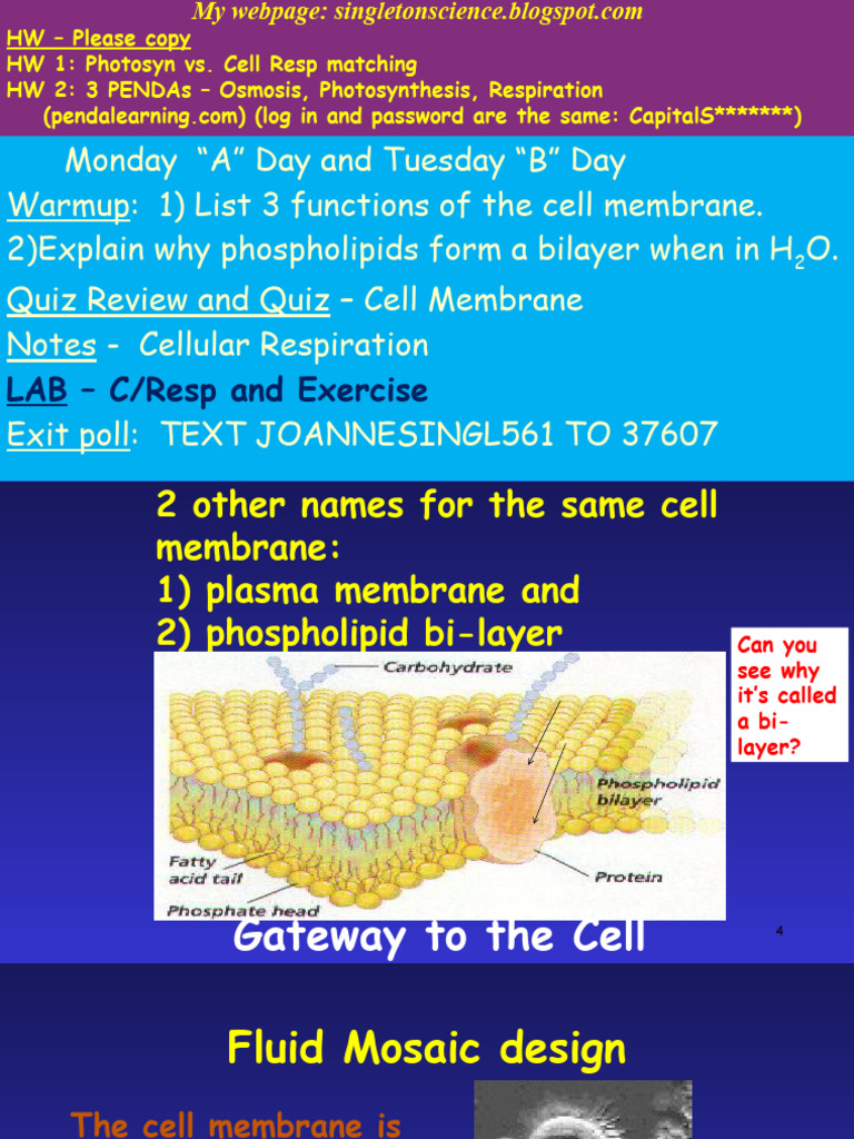 Photosynthesis Cellular Respiration Power Point UP DATE 11 9 | PDF ...