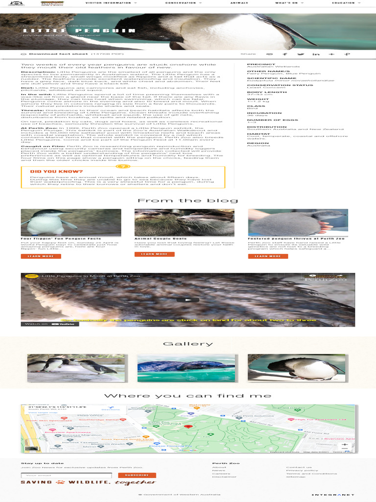 Little Penguin Facts and Conservation Guide | PDF | Penguin | Neognathae
