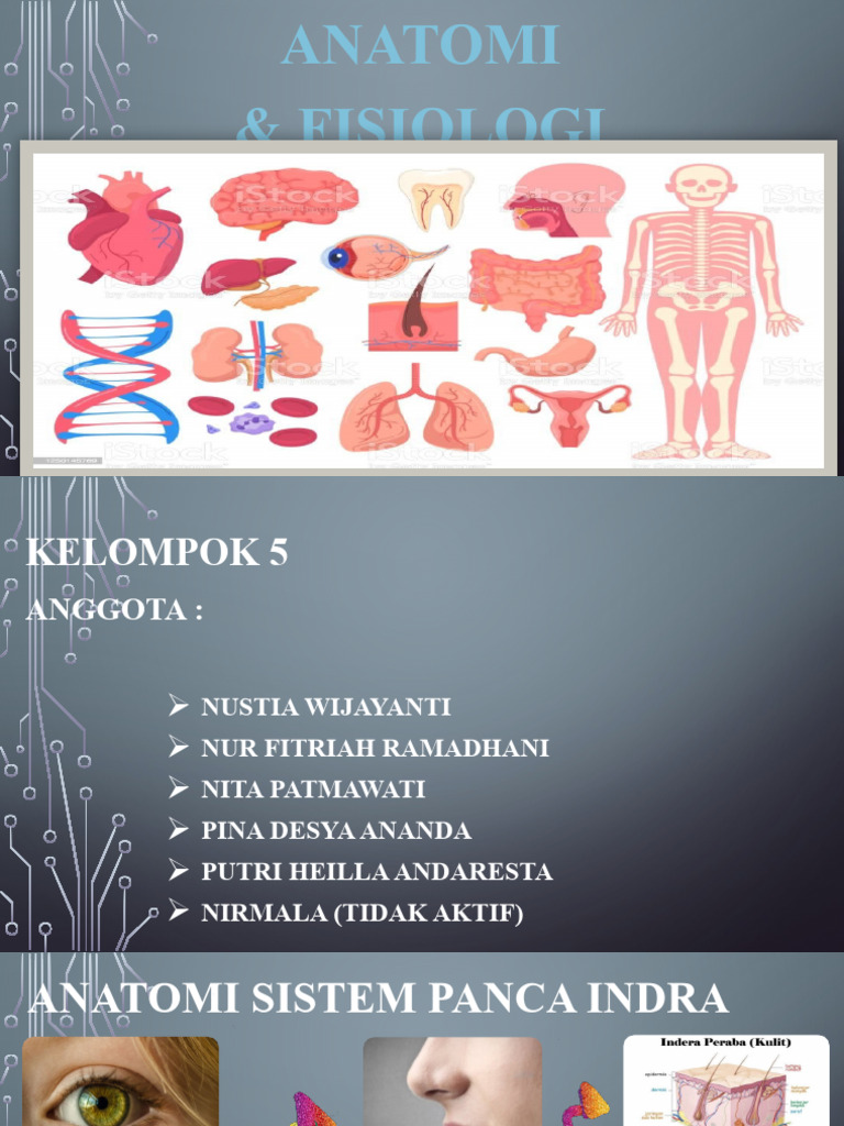 Anatomi Klmpok. 5 | PDF | Griya & Taman | Kesehatan Holistik