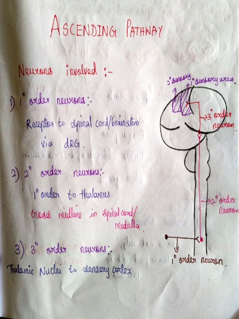 Ascending Tract | PDF | Thalamus | Neuroanatomy