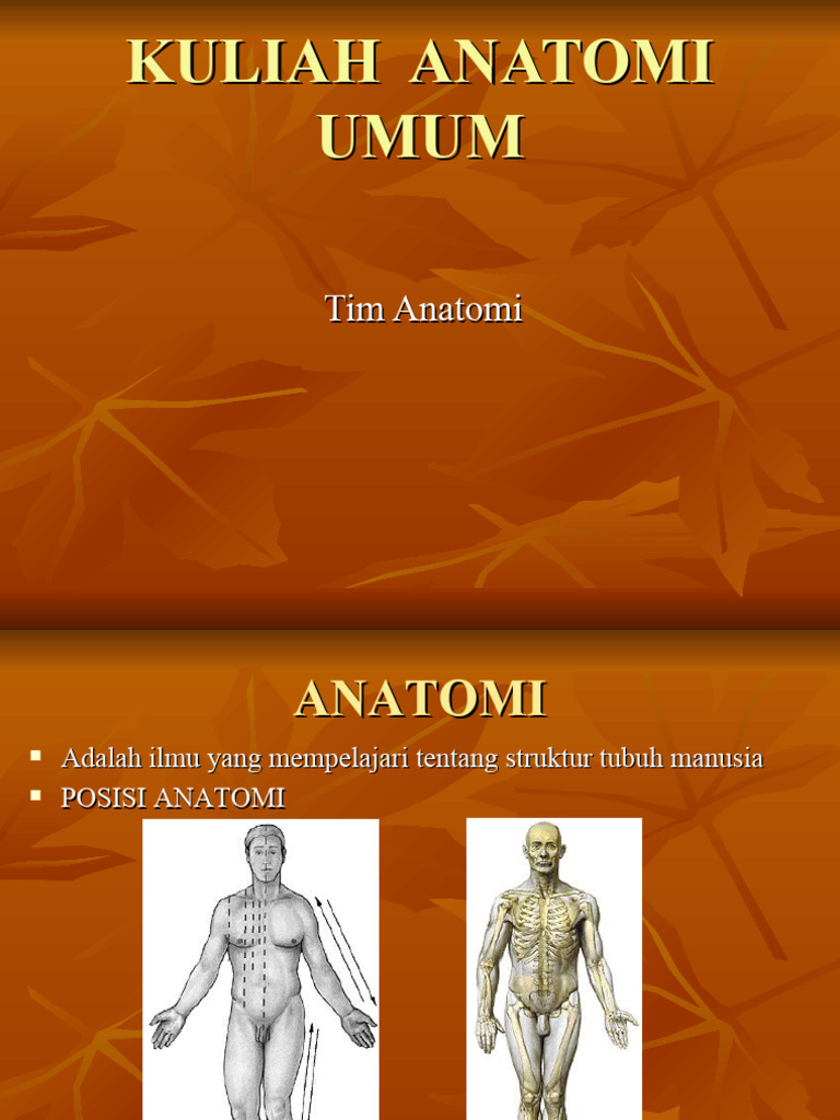 Anatomi Pdf
