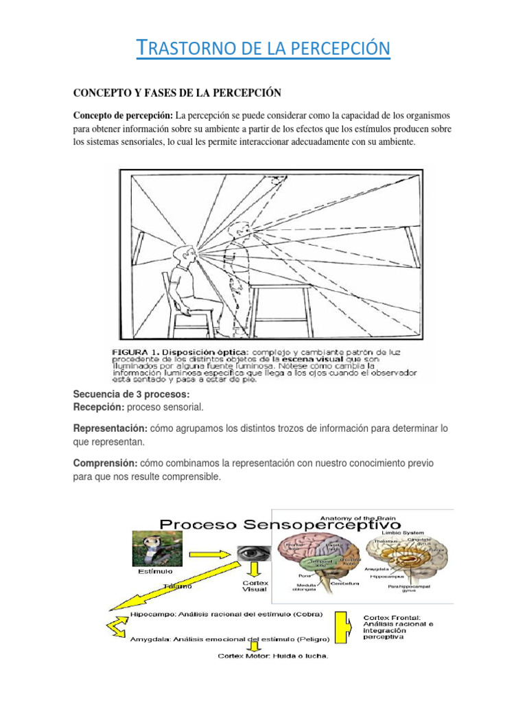 Concepto y Fases de La Percepción | PDF | Alucinación | Percepción