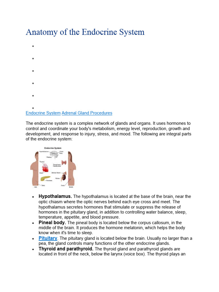 Anatomy of The Endocrine System | PDF | Endocrine System | Human Body