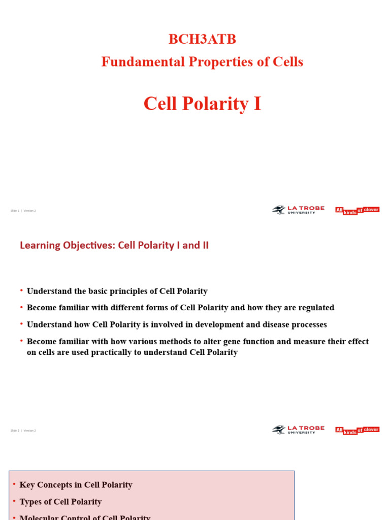 4.cell Polarity I Lecture 6 | PDF | Epithelium | Cell Migration