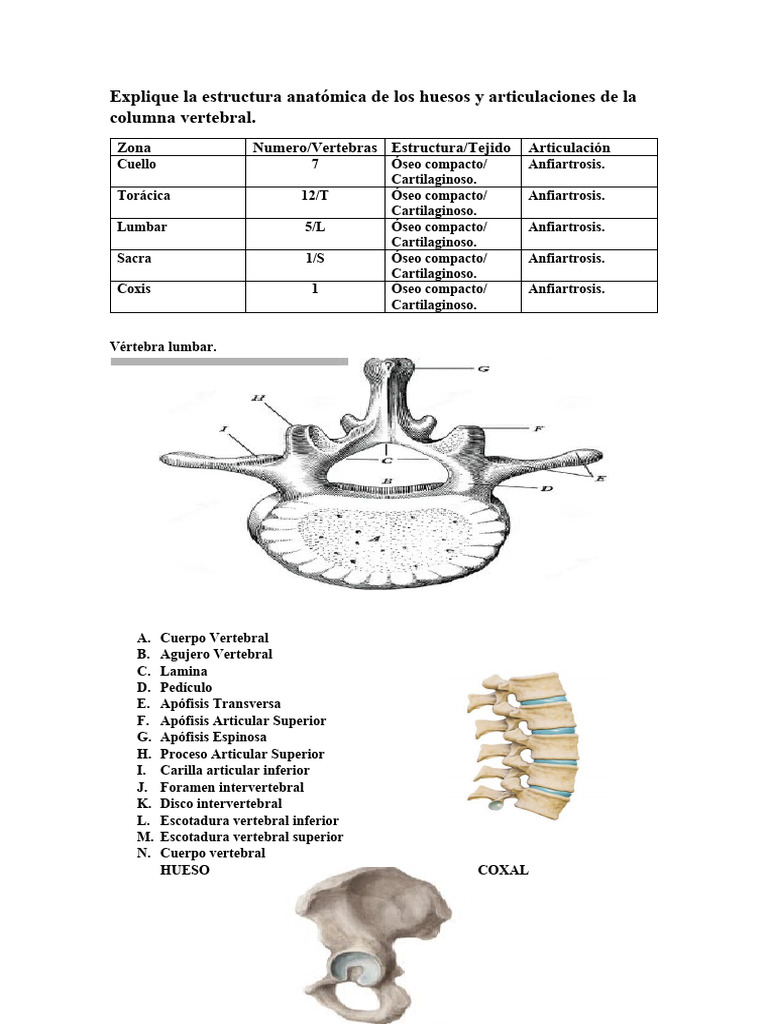 Explique La Estructura Anatómica de Los Huesos y Articulaciones de La ...