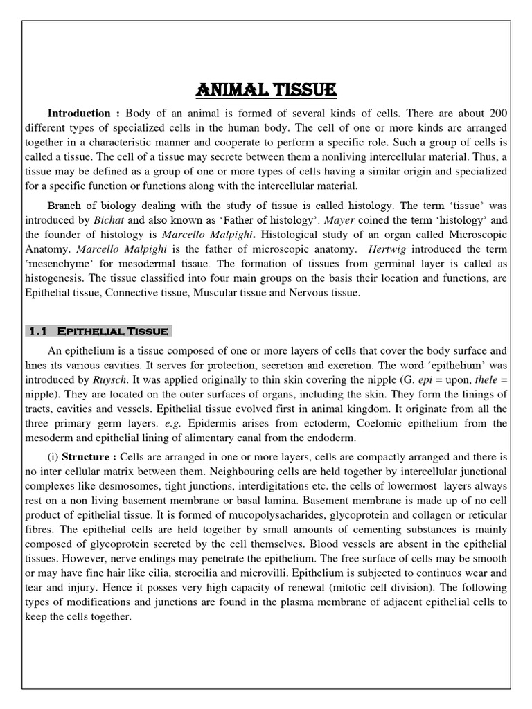 Animal Tissues Class 11 | PDF | Epithelium | Connective Tissue