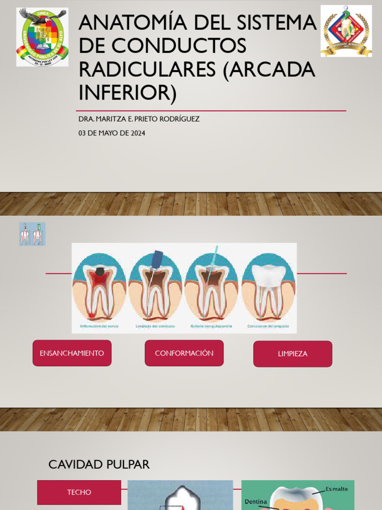Anatomía Interna, Arcada Inferior (Ic, Il y C) | PDF