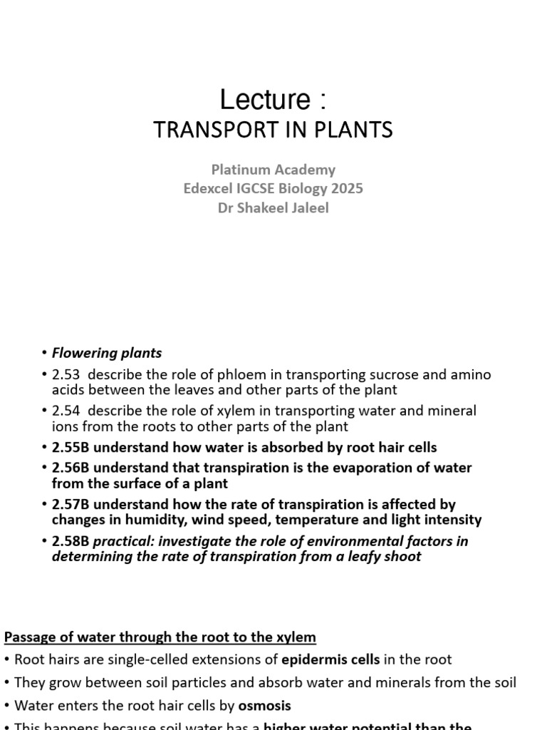 Transport in Plants Edexcel OL 2025 | PDF | Leaf | Root