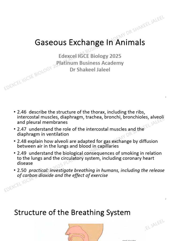 Gaseous Exchange in Animals: IGCSE Biology | PDF | Breathing ...