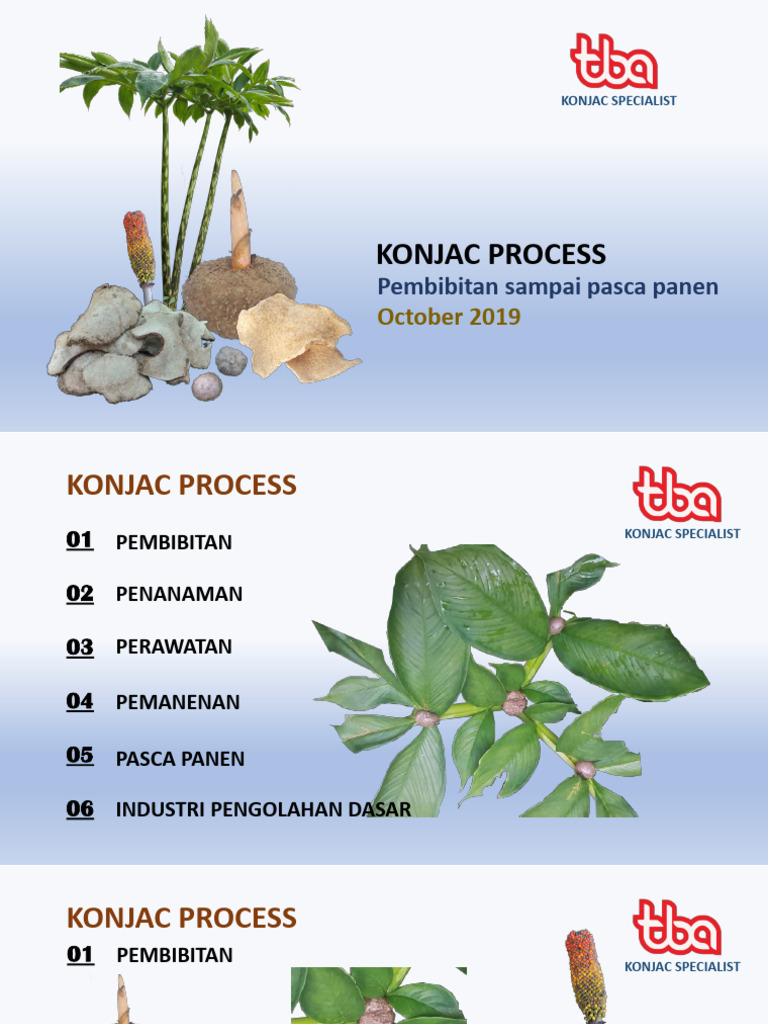 KONJAC PROCESS | PDF