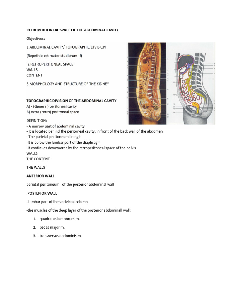Anatomy of the Retroperitoneal Space | PDF | Kidney | Abdomen