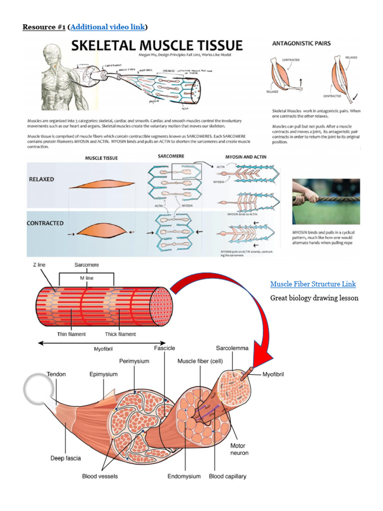 Slow-Fast Twitch Muscles | PDF | Skeletal Muscle | Physiology