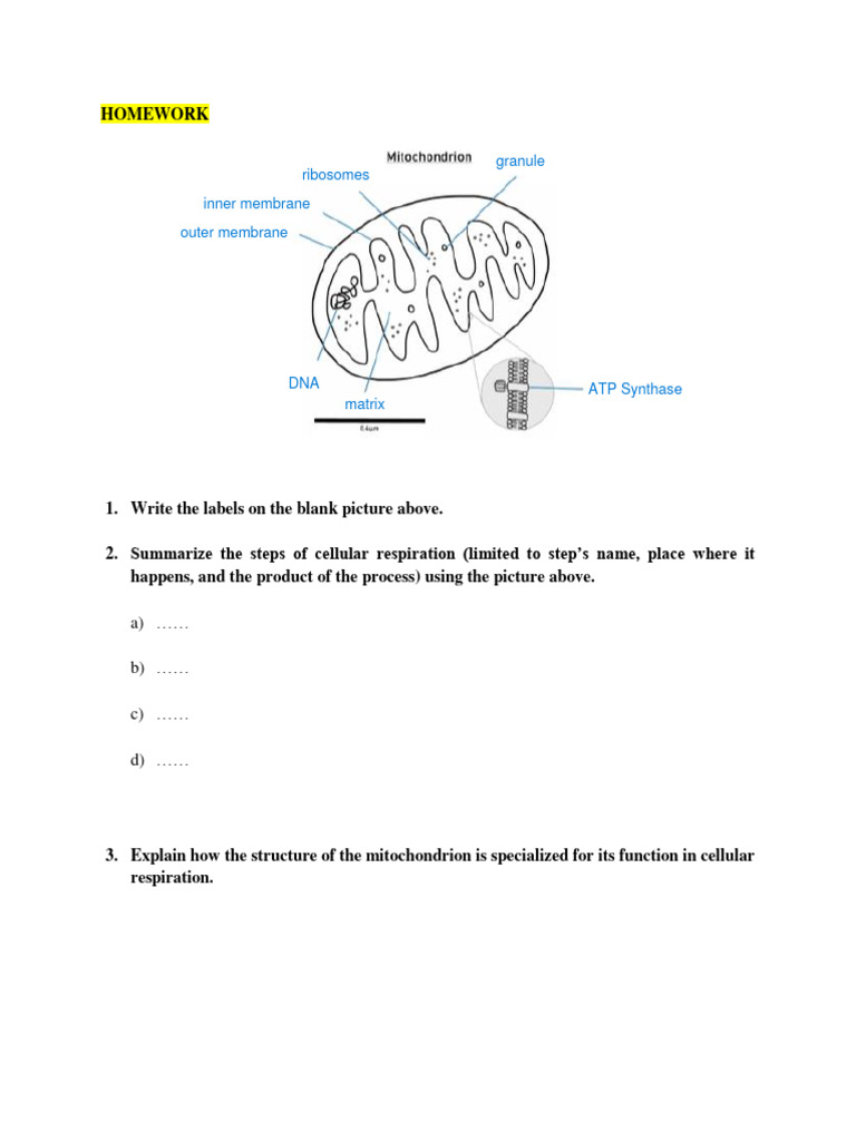 Biology Homework: Cellular Respiration | PDF