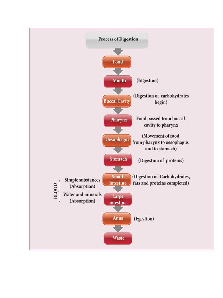 6 Bio Digestive Sytem 01 | PDF