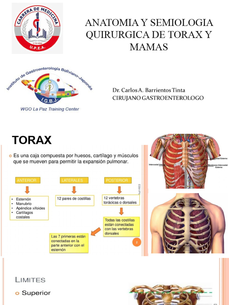 Anatomia y Semiologia de Torax | PDF