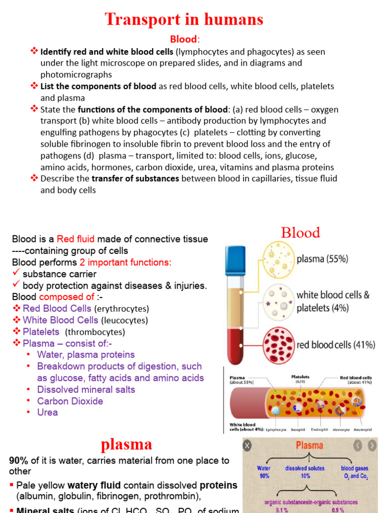 Blood | PDF | Blood | Red Blood Cell